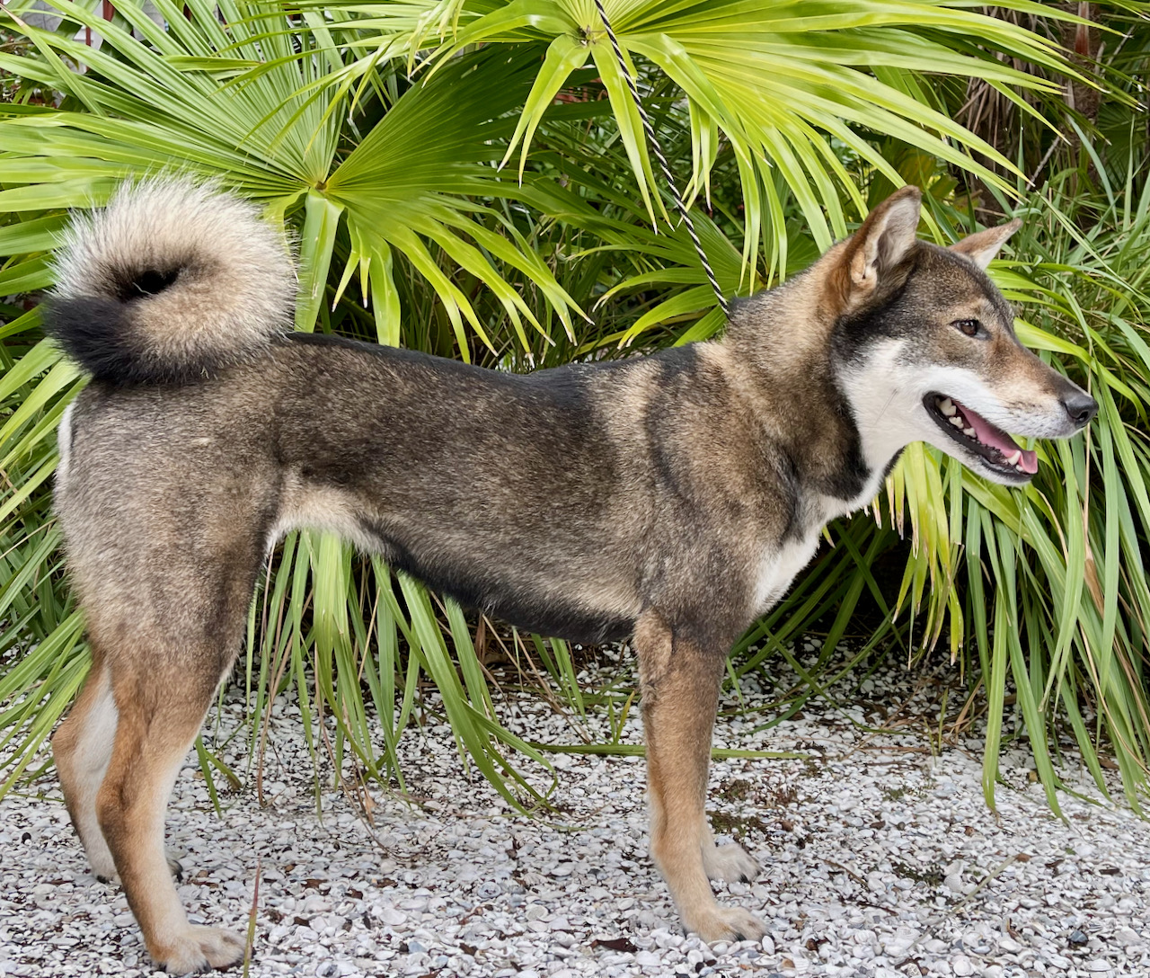 Are Shikoku Aggressive